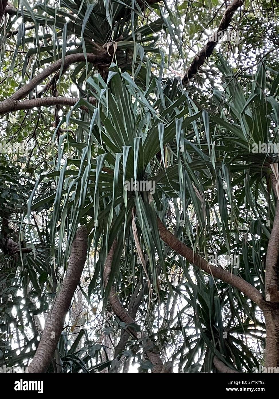 Thatch screwpine hi-res stock photography and images - Alamy