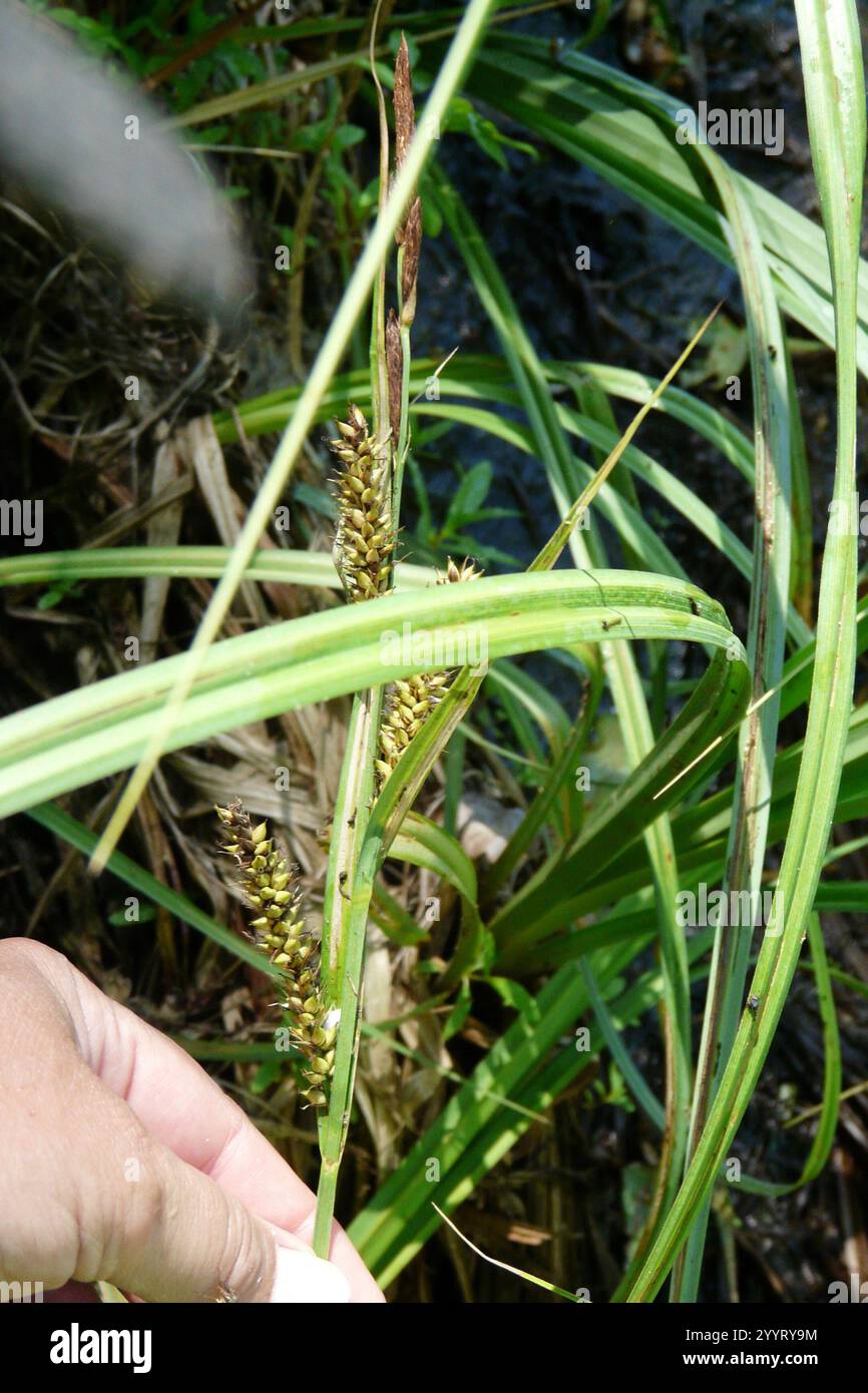 lesser pond sedge (Carex acutiformis Stock Photo - Alamy