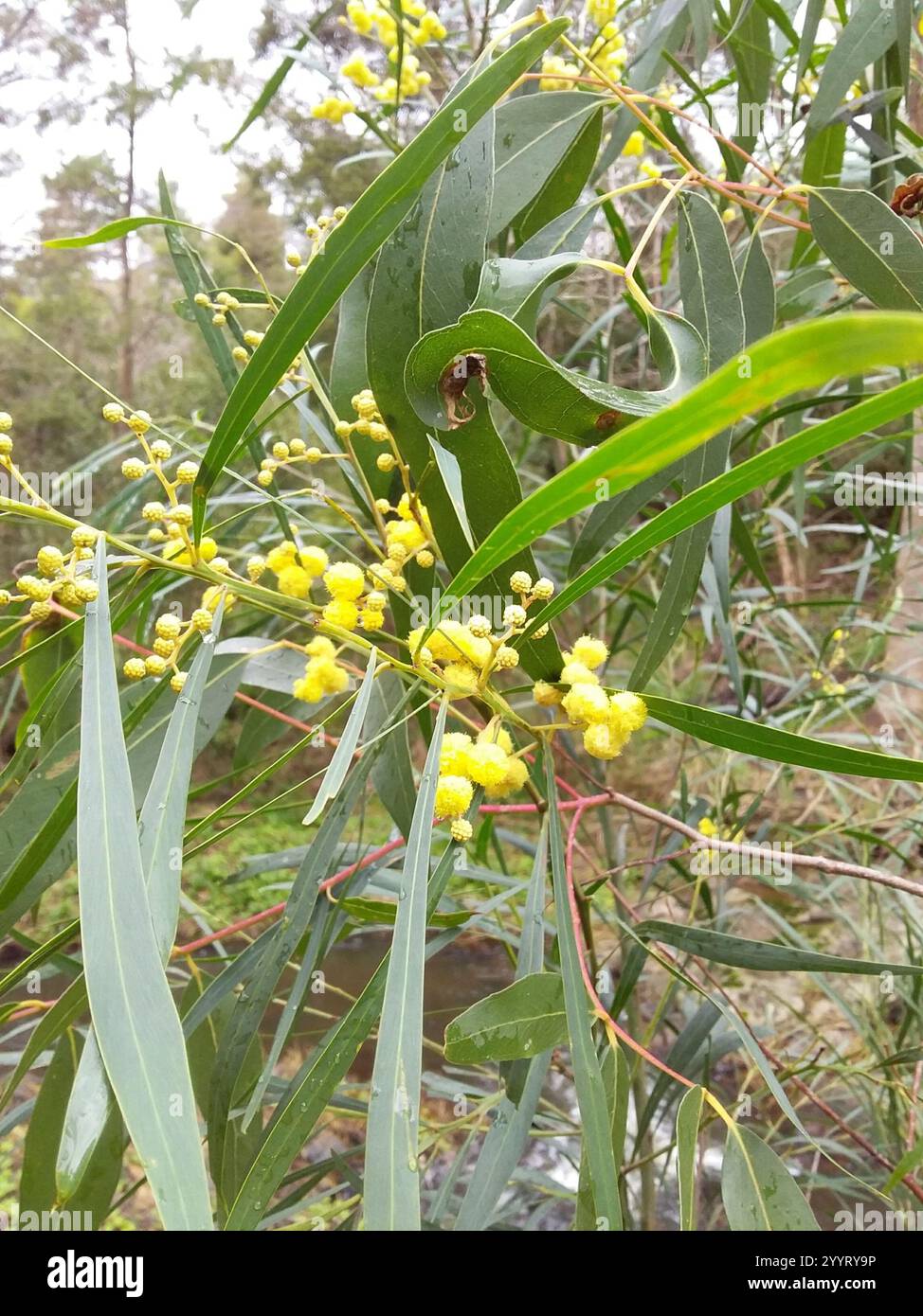 Silver Wattle (Acacia retinodes Stock Photo - Alamy