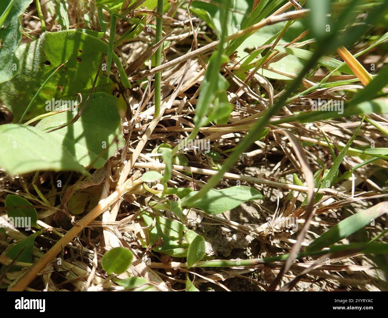 Lesser Centaury (Centaurium pulchellum Stock Photo - Alamy