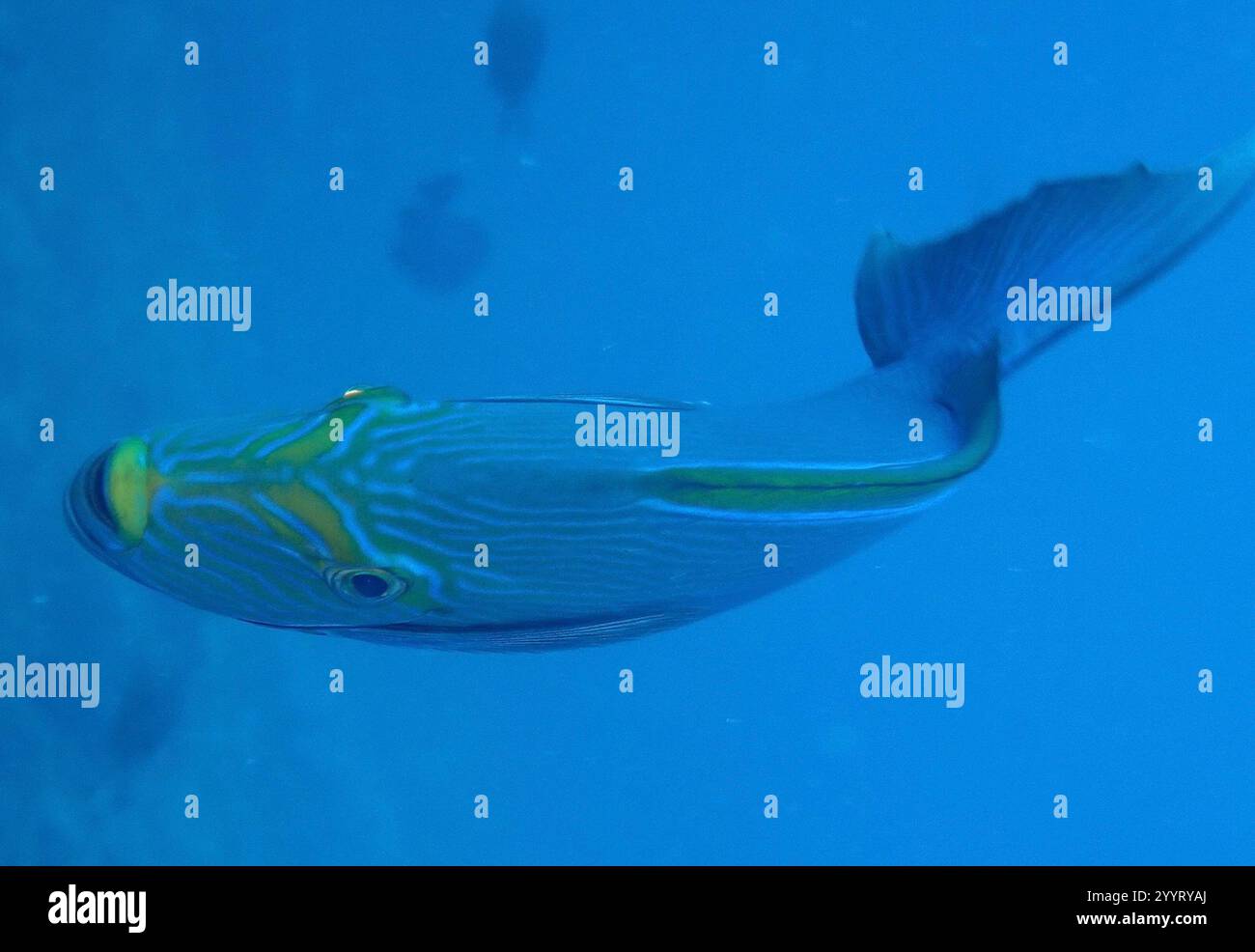 Yellowmask surgeonfish hi-res stock photography and images - Alamy