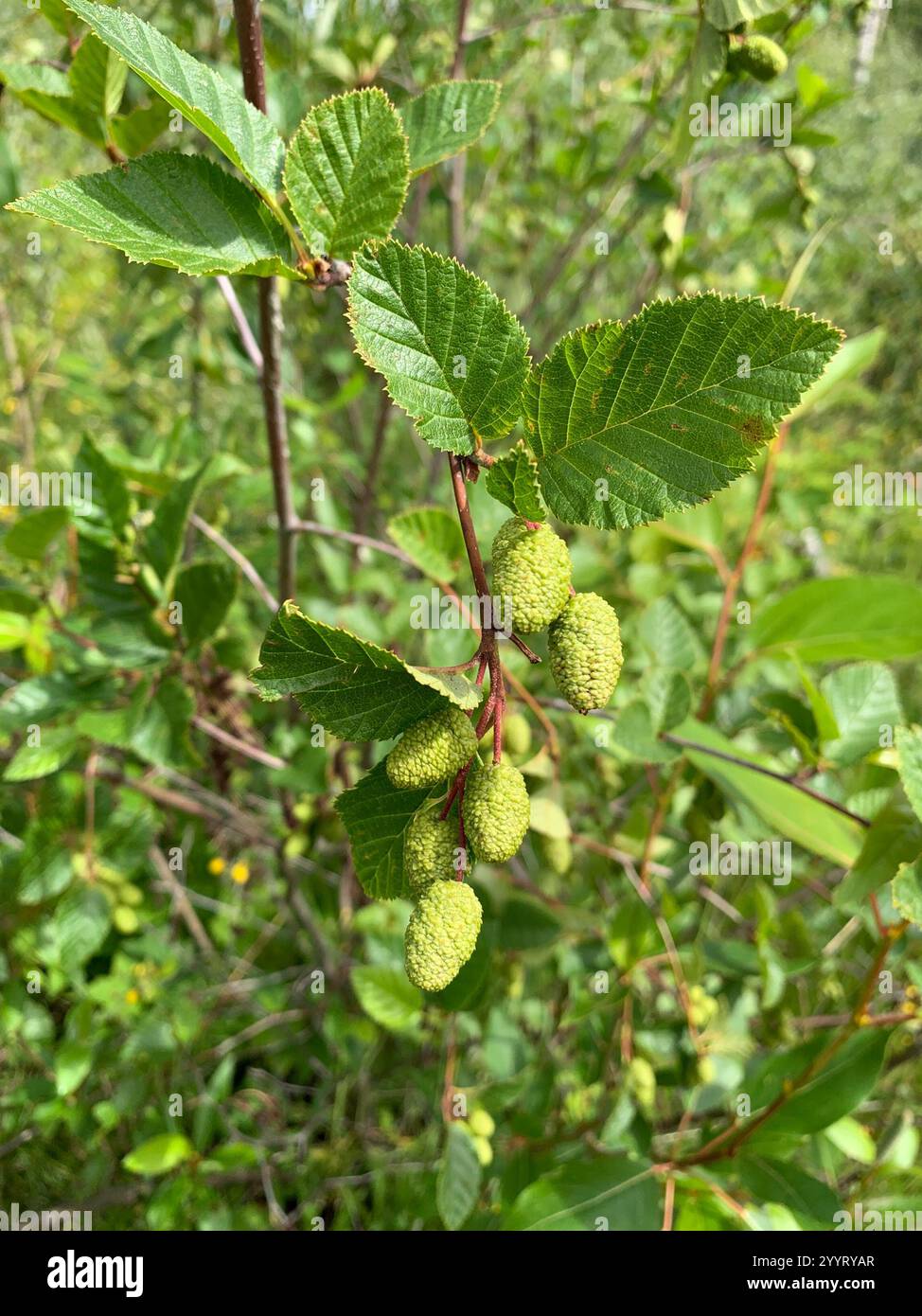 green alder (Alnus alnobetula Stock Photo - Alamy