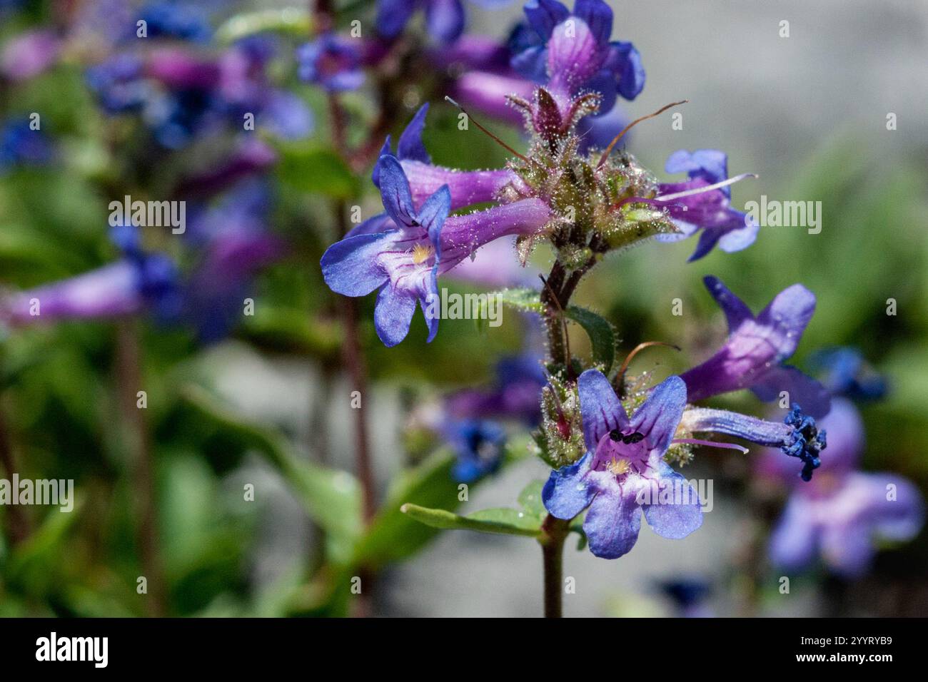 Low Beardtongue (Penstemon humilis Stock Photo - Alamy