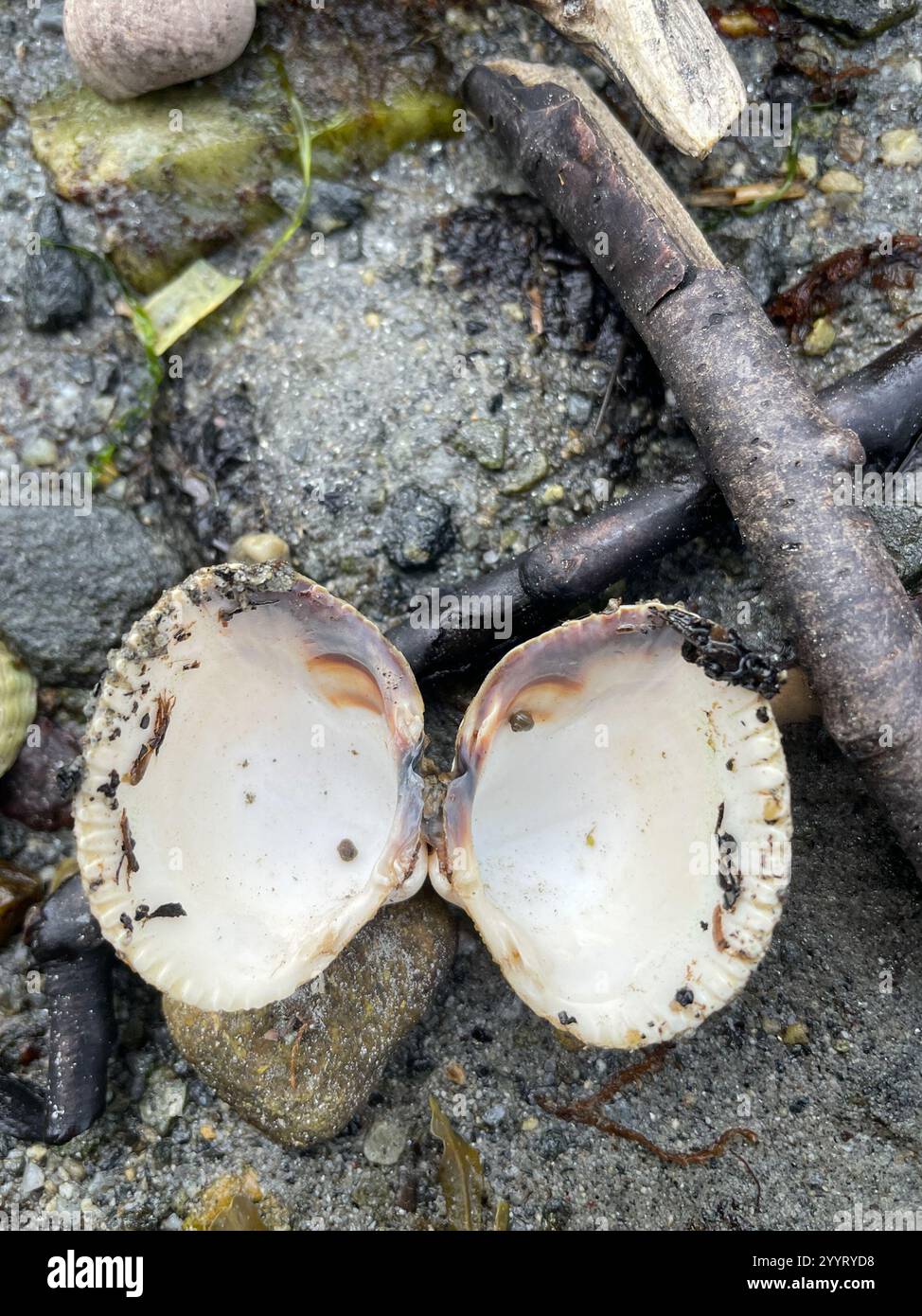 Common Cockle (Cerastoderma edule Stock Photo - Alamy