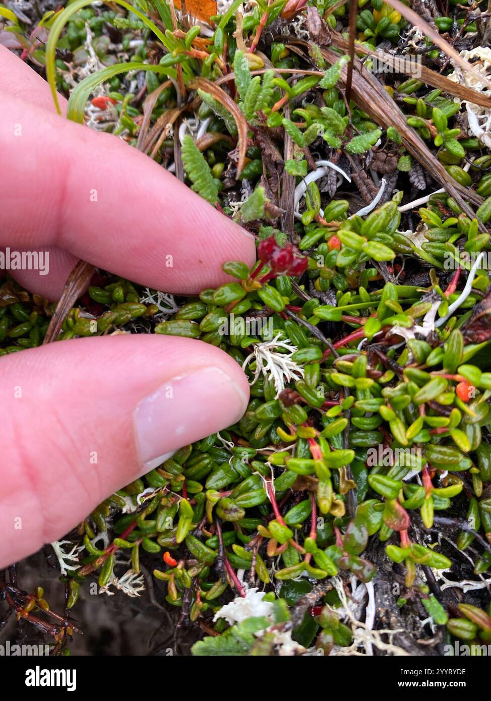 alpine azalea (Kalmia procumbens Stock Photo - Alamy