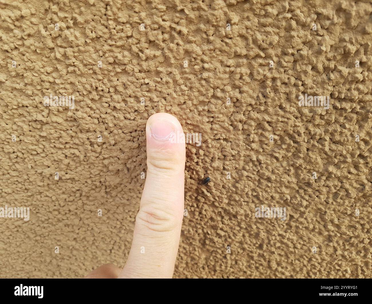 Crypticus hi-res stock photography and images - Alamy
