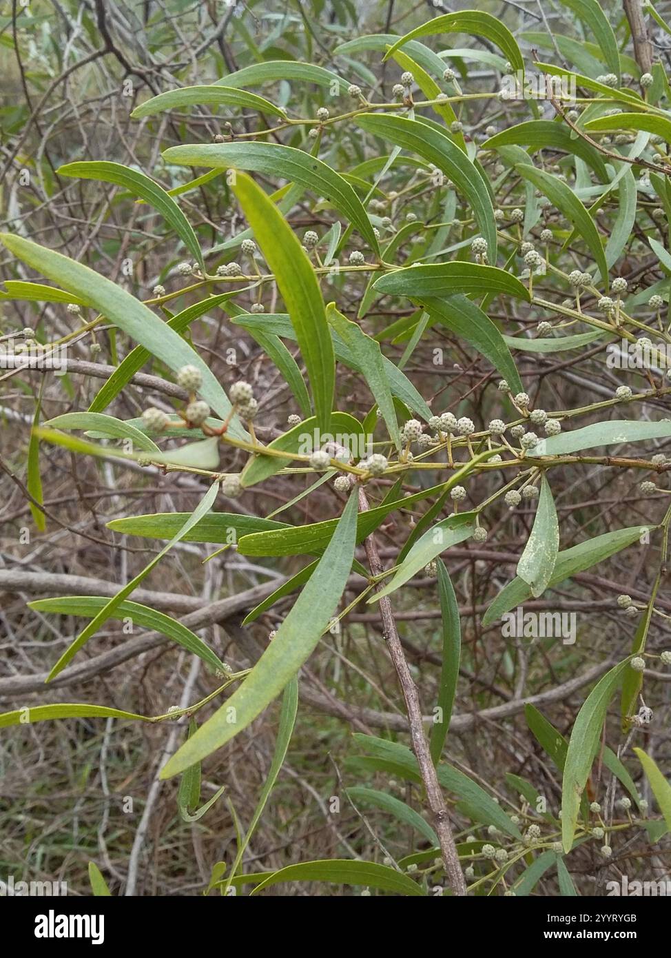 Varnish Wattle (Acacia verniciflua Stock Photo - Alamy