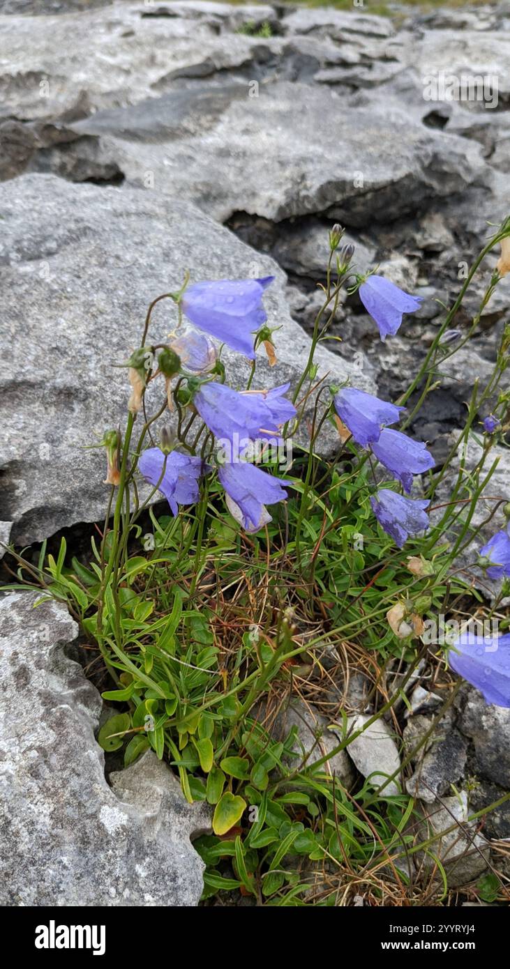 Common Harebell (Campanula rotundifolia Stock Photo - Alamy