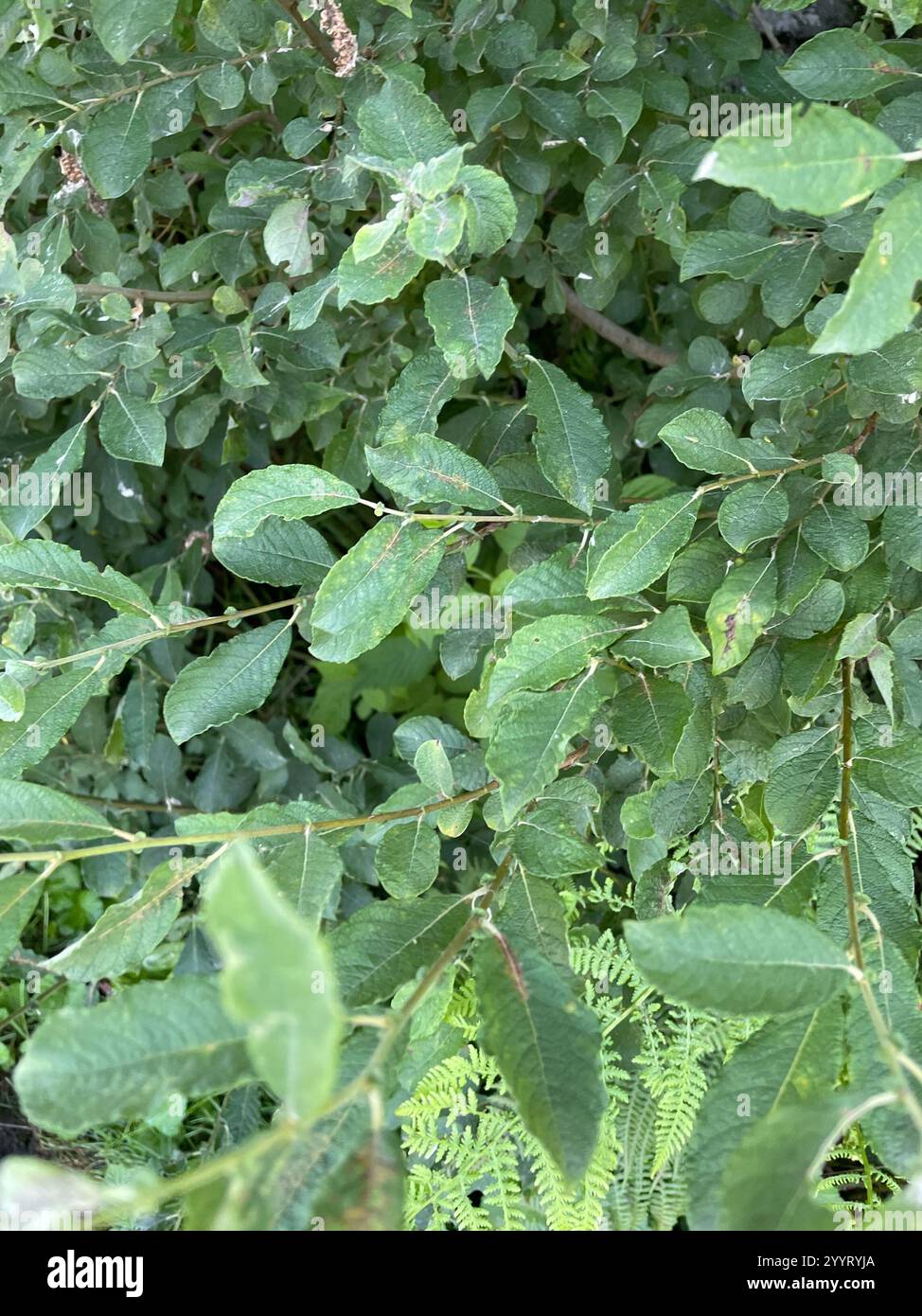 Eared Willow (Salix aurita Stock Photo - Alamy