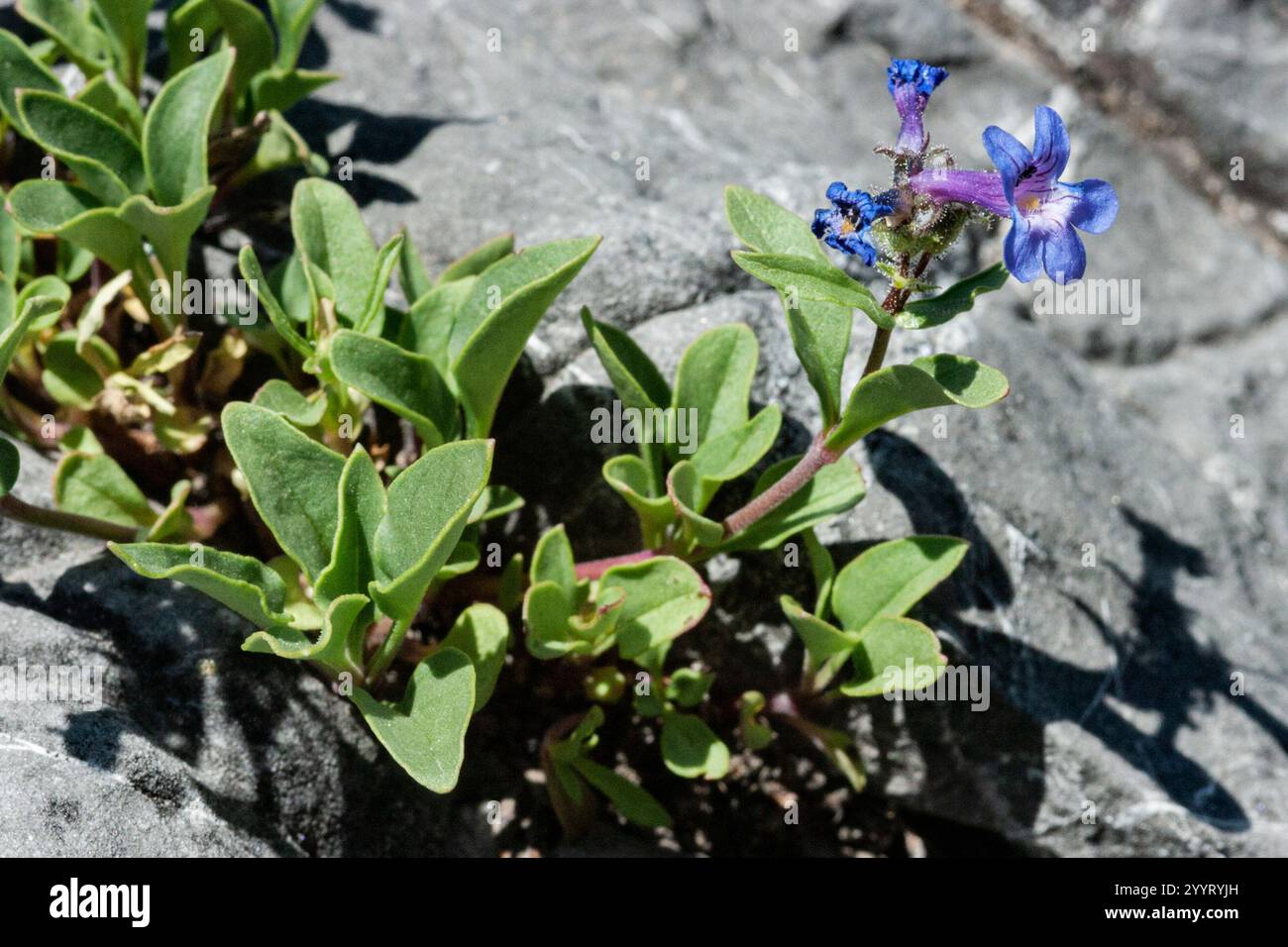 Low beardtongue hi-res stock photography and images - Alamy