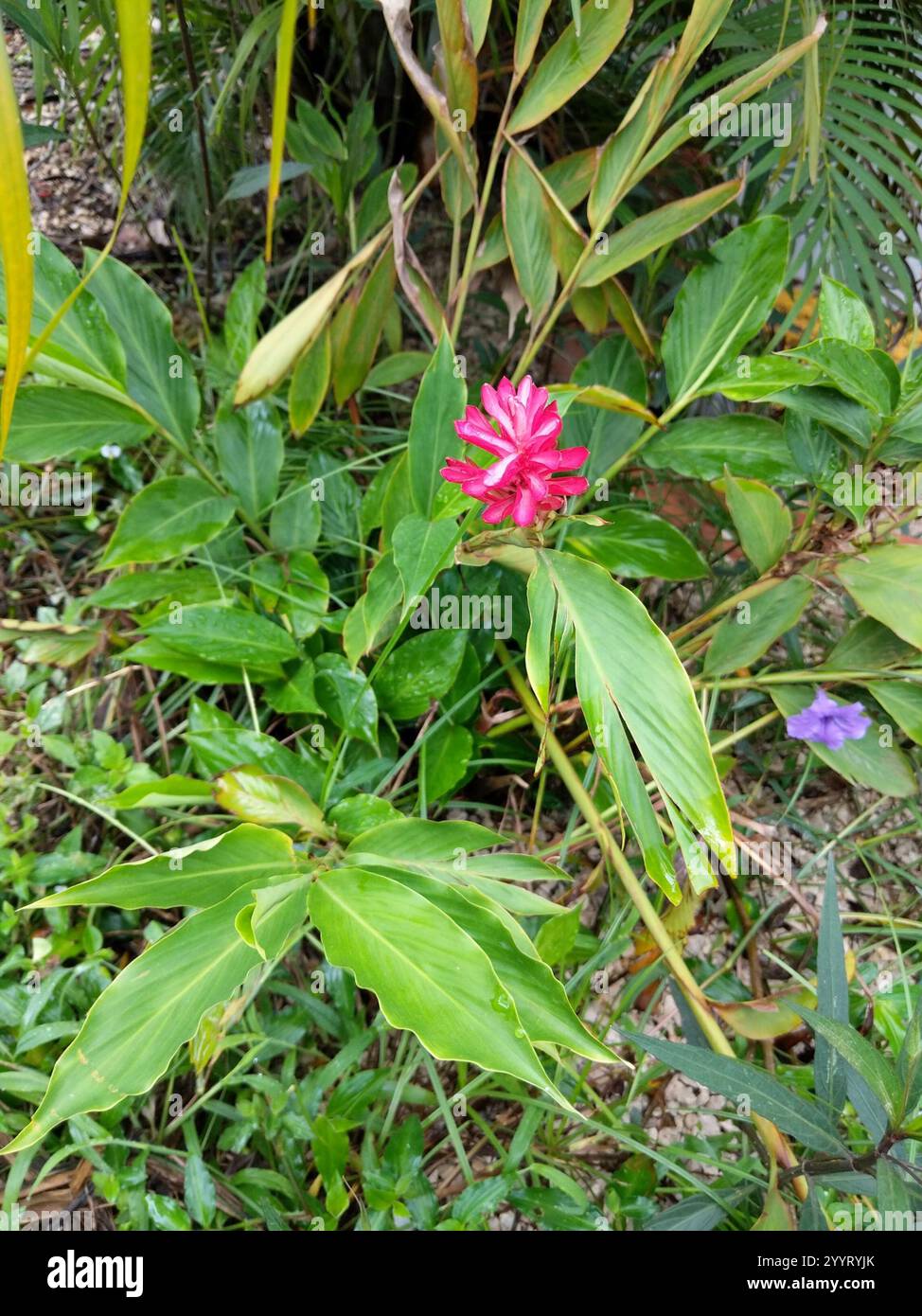 Red Ginger (Alpinia purpurata Stock Photo - Alamy