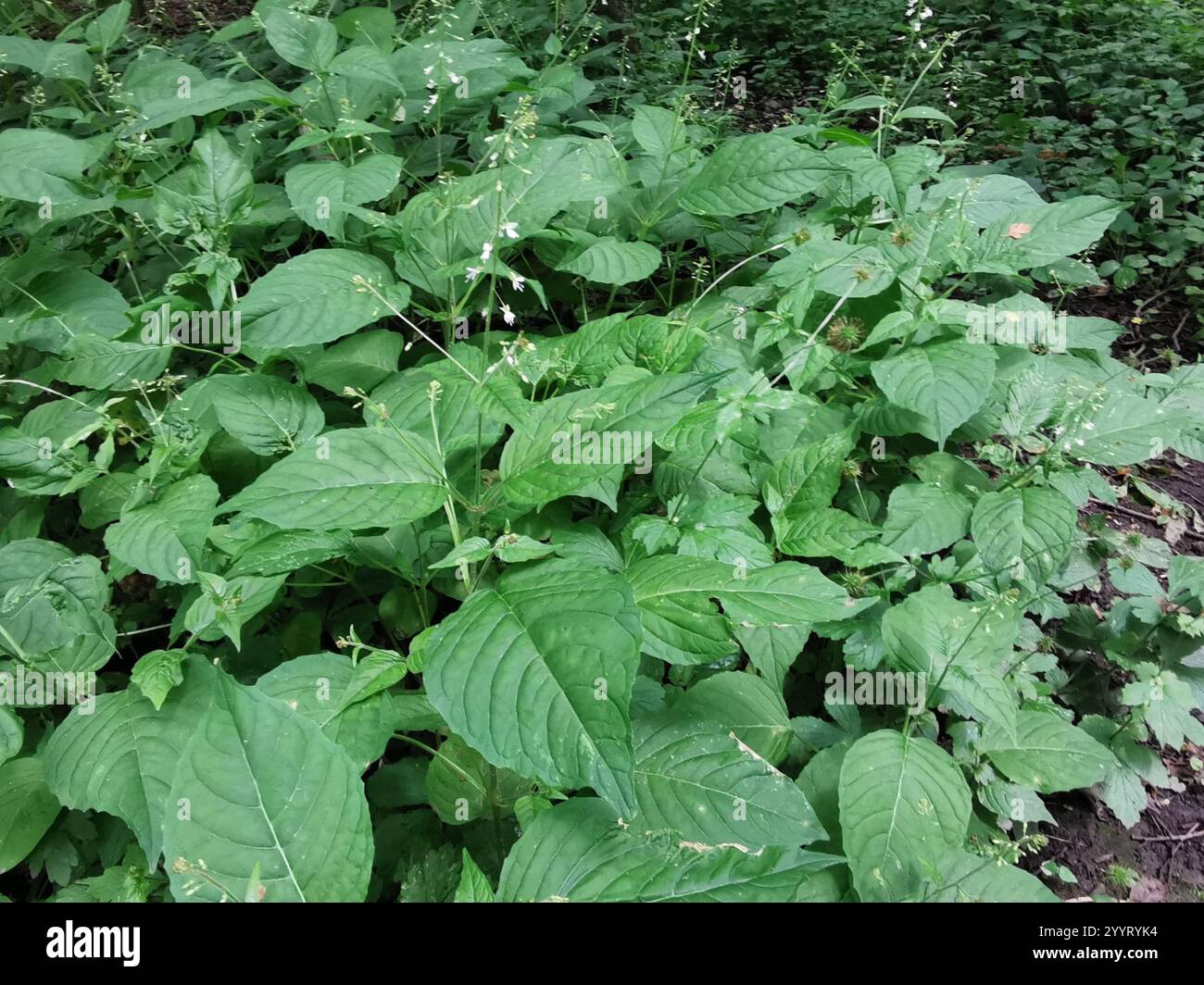 enchanter's-nightshade (Circaea lutetiana Stock Photo - Alamy