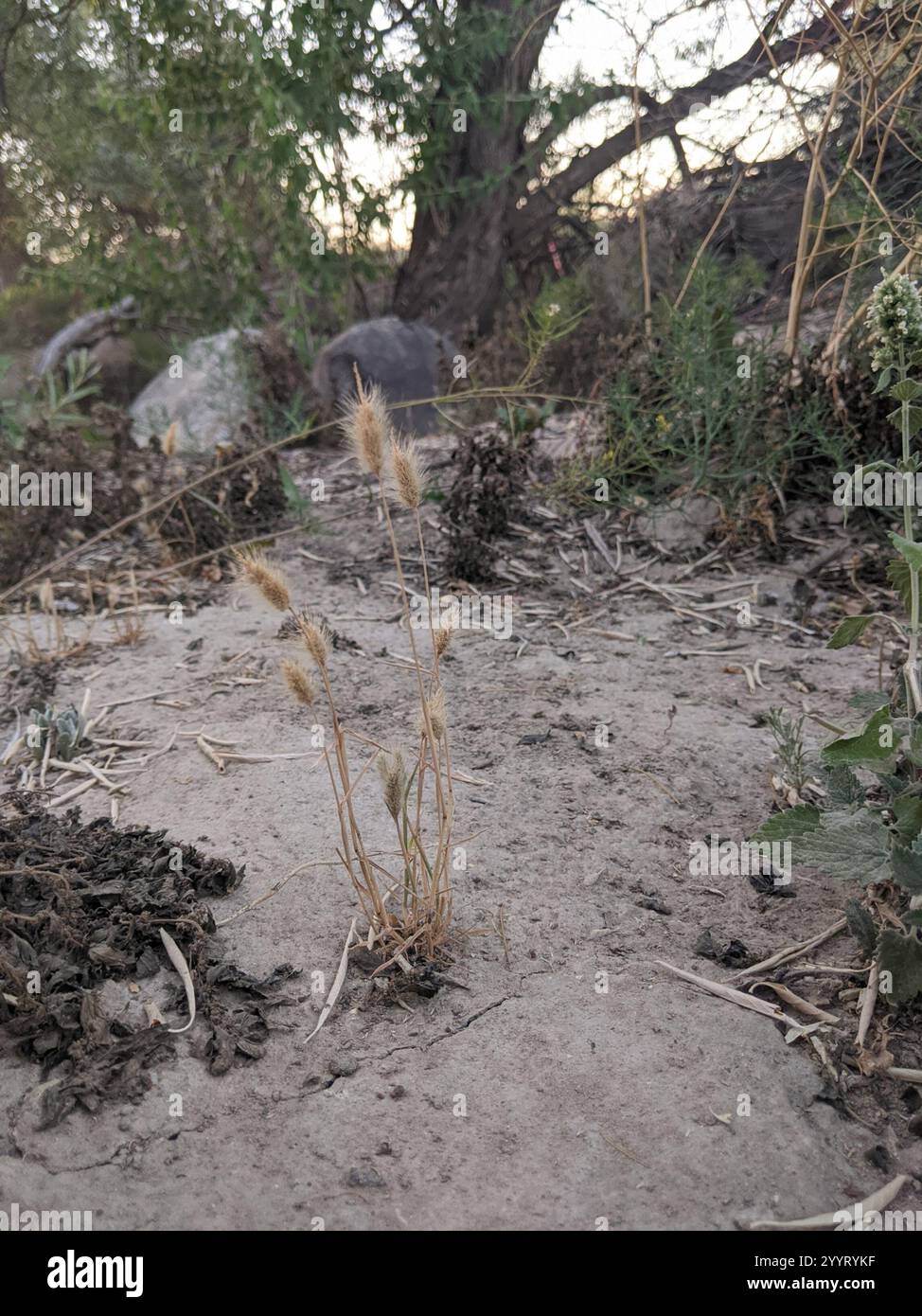 Polypogon monspeliensis hi-res stock photography and images - Alamy