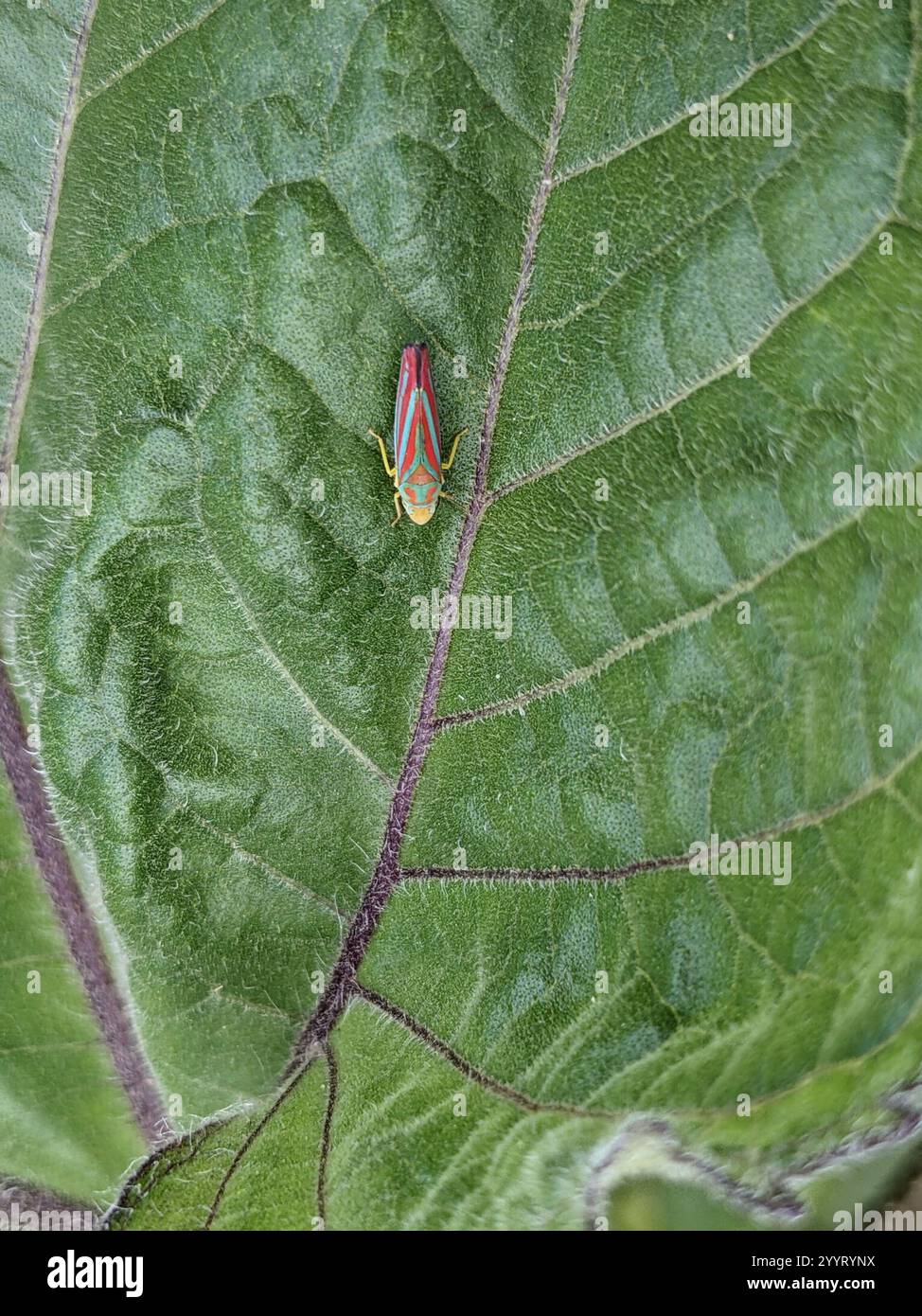 Red-banded Leafhopper (Graphocephala coccinea Stock Photo - Alamy