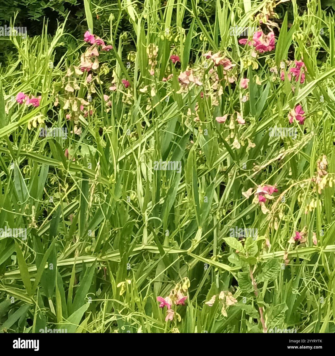 Narrow-leaved Everlasting-pea (Lathyrus sylvestris Stock Photo - Alamy