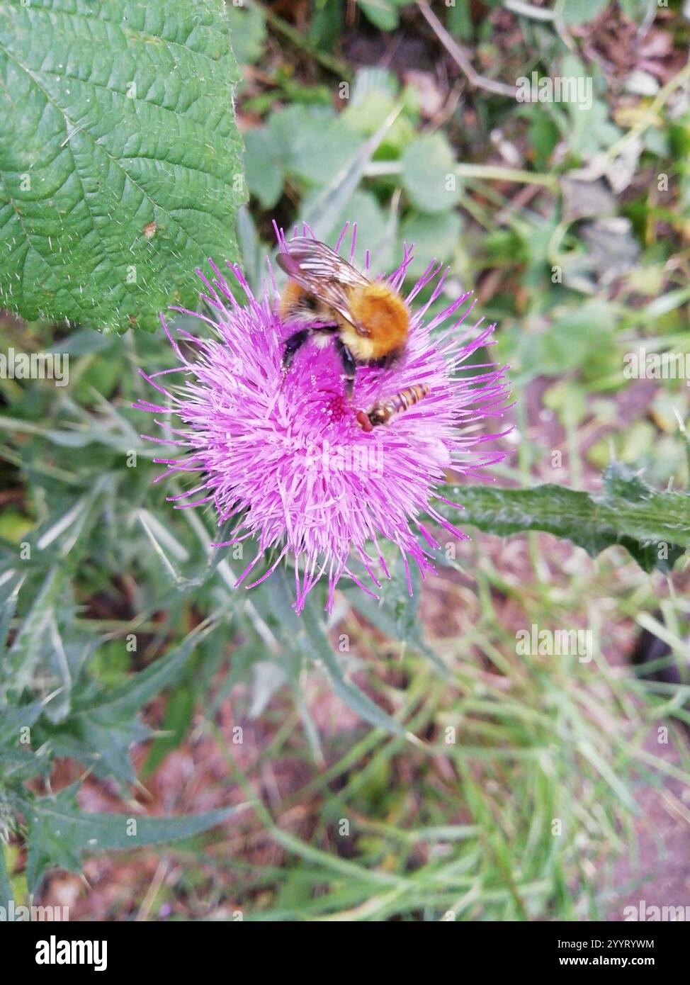 Common Carder Bumble Bee (Bombus pascuorum Stock Photo - Alamy