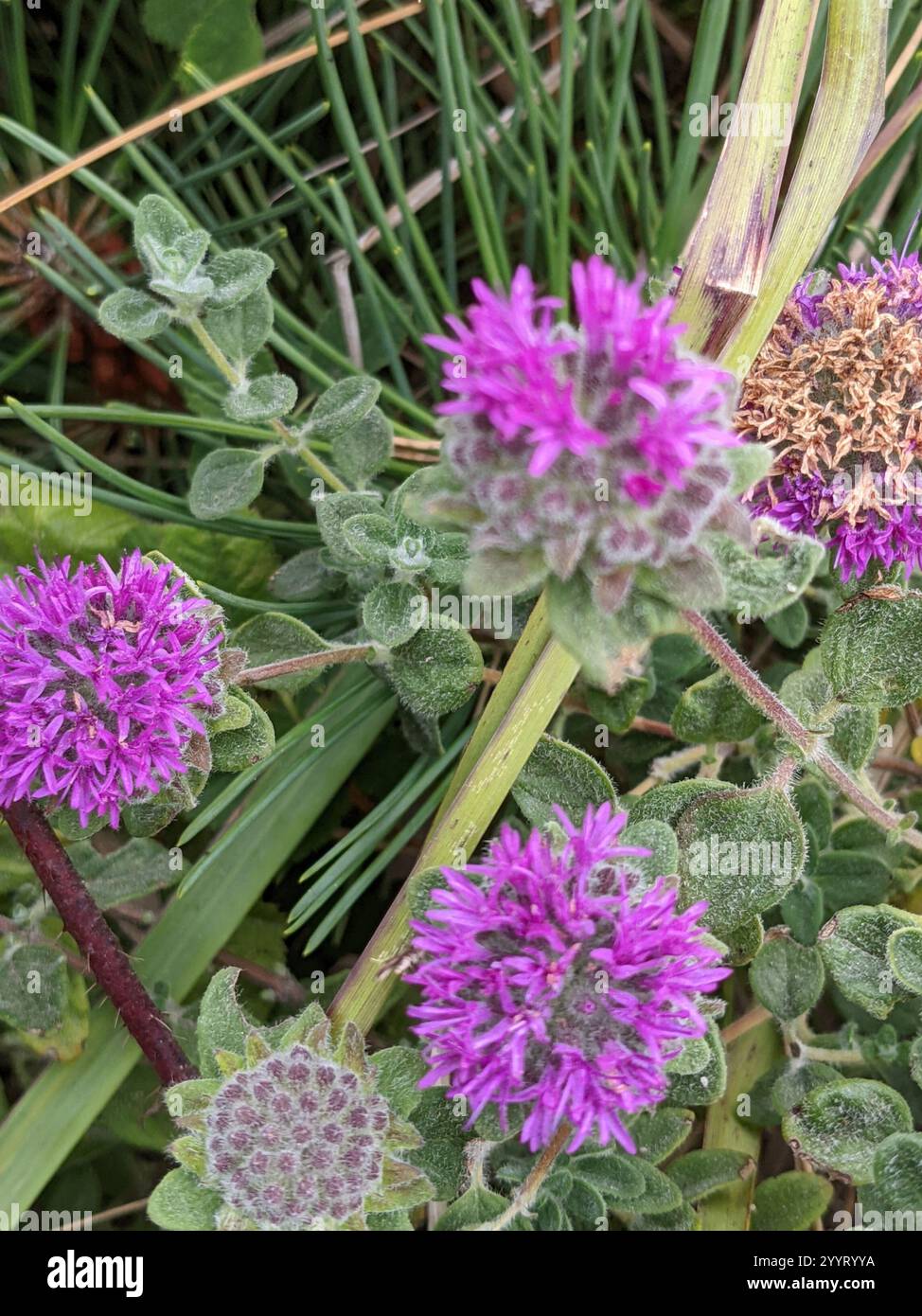 Coyote Mint (Monardella villosa Stock Photo - Alamy