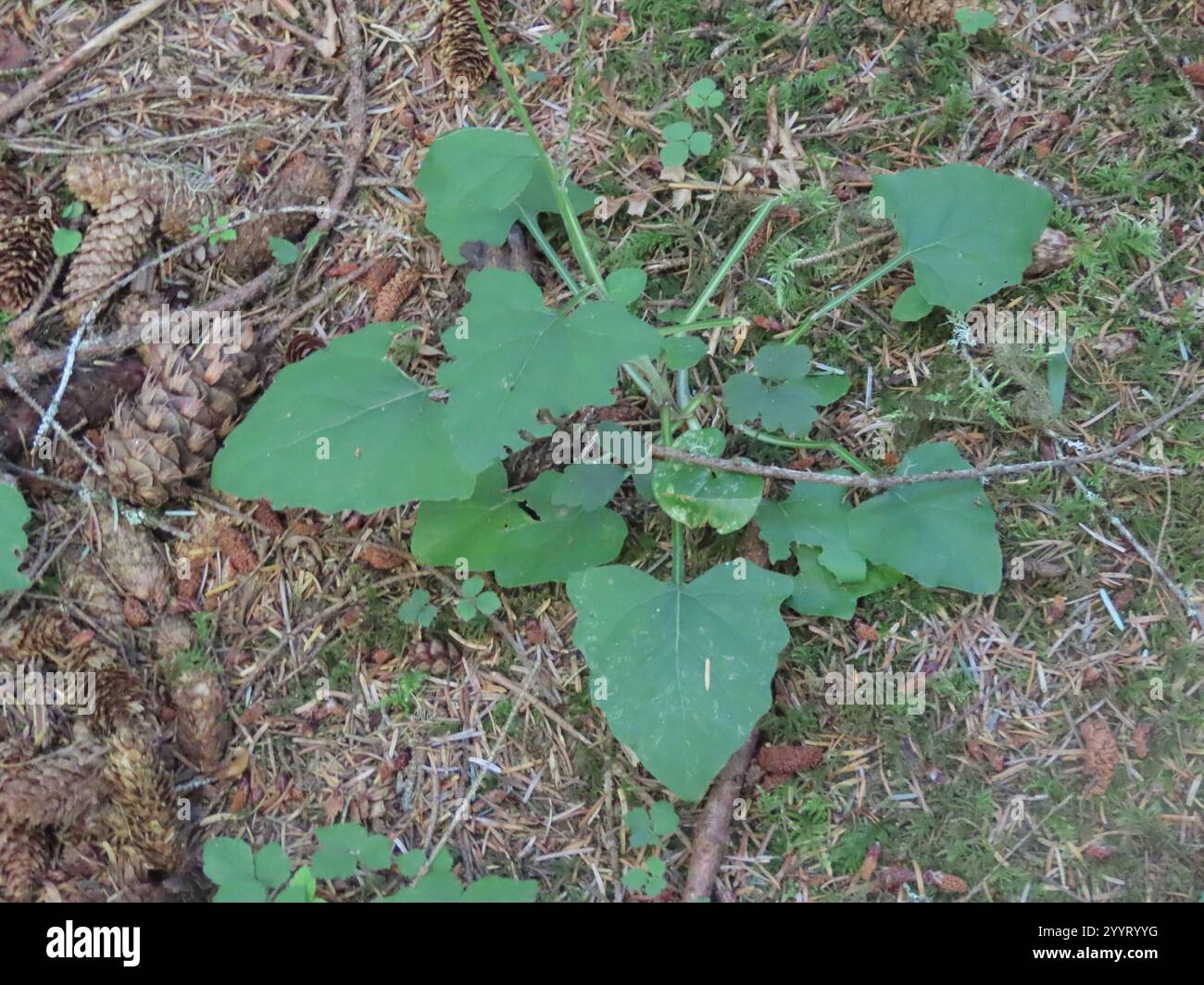 Trailplant hi-res stock photography and images - Alamy