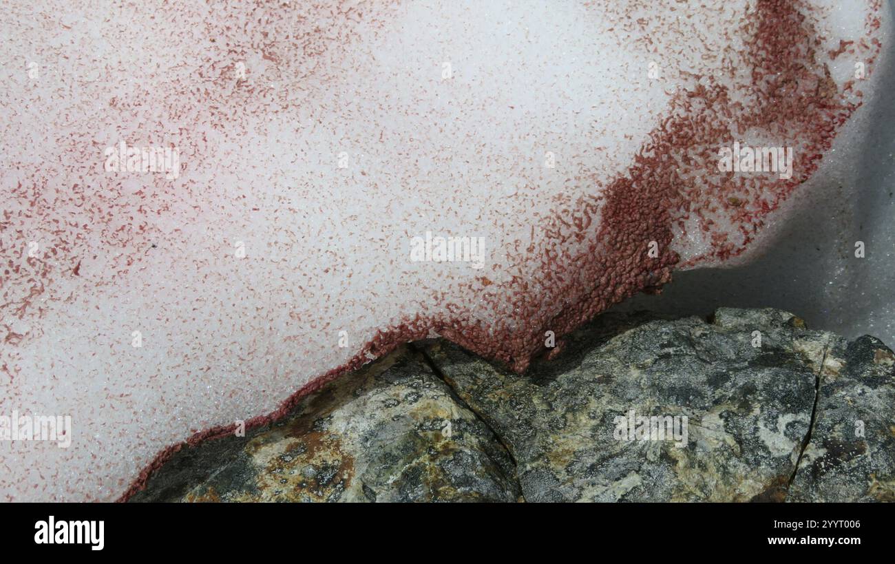 watermelon snow (Chlamydomonas nivalis Stock Photo - Alamy