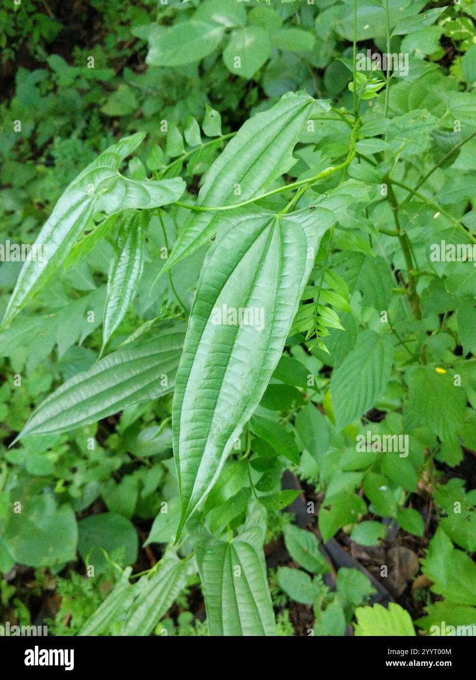 true yams (Dioscoreaceae Stock Photo - Alamy