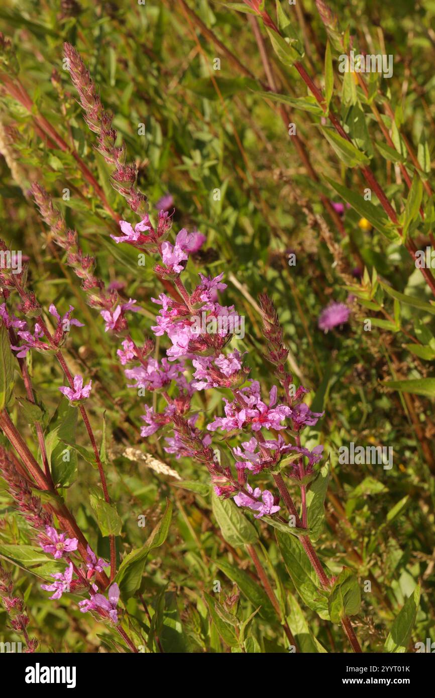 purple loosestrife (Lythrum salicaria Stock Photo - Alamy