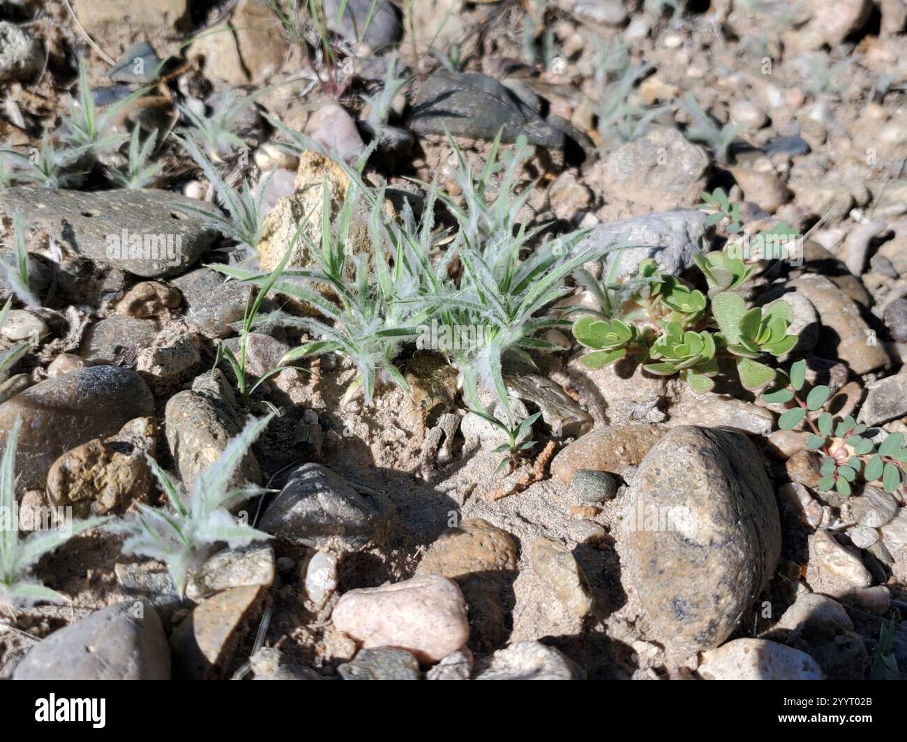 False Buffalograss (Munroa squarrosa Stock Photo - Alamy