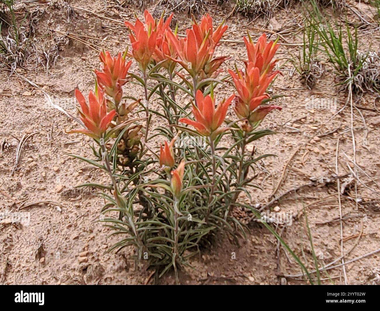 Wholeleaf Paintbrush (Castilleja integra Stock Photo - Alamy