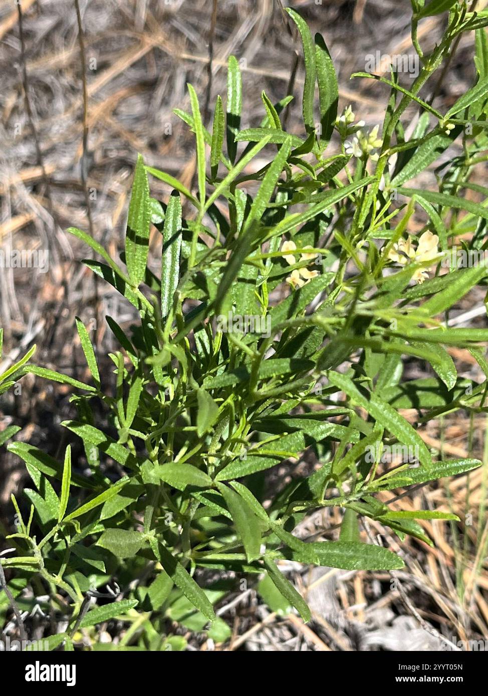 Lance-leaved scurf-pea (Ladeania lanceolata Stock Photo - Alamy