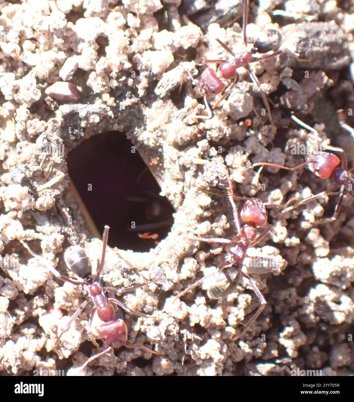 Southern Meat Ant (Iridomyrmex purpureus Stock Photo - Alamy