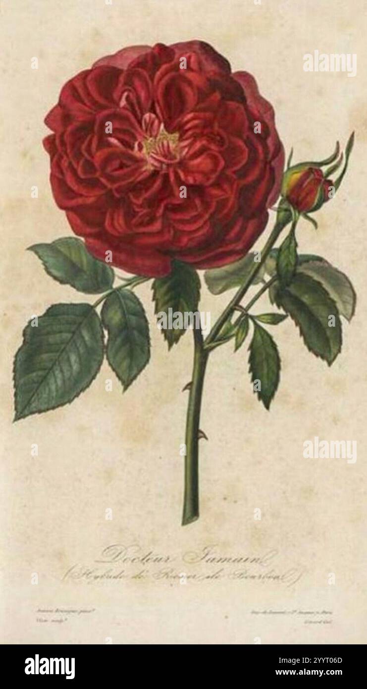 Docteur jamain hi-res stock photography and images - Alamy