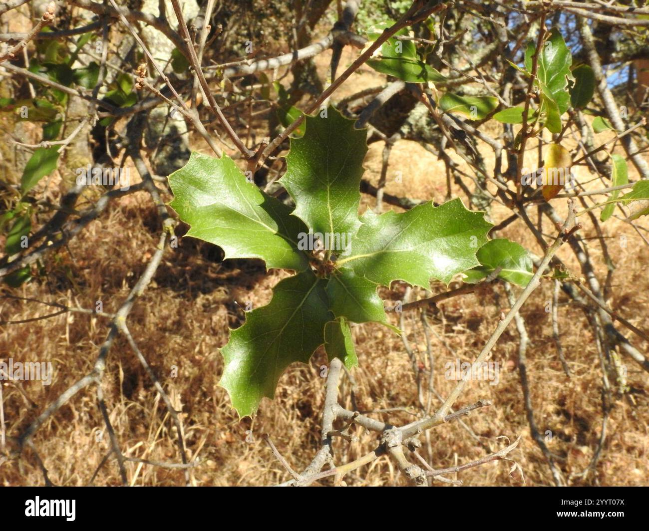 California scrub oak (Quercus berberidifolia Stock Photo - Alamy