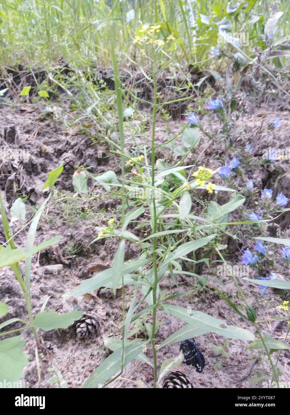 wormseed wallflower (Erysimum cheiranthoides Stock Photo - Alamy