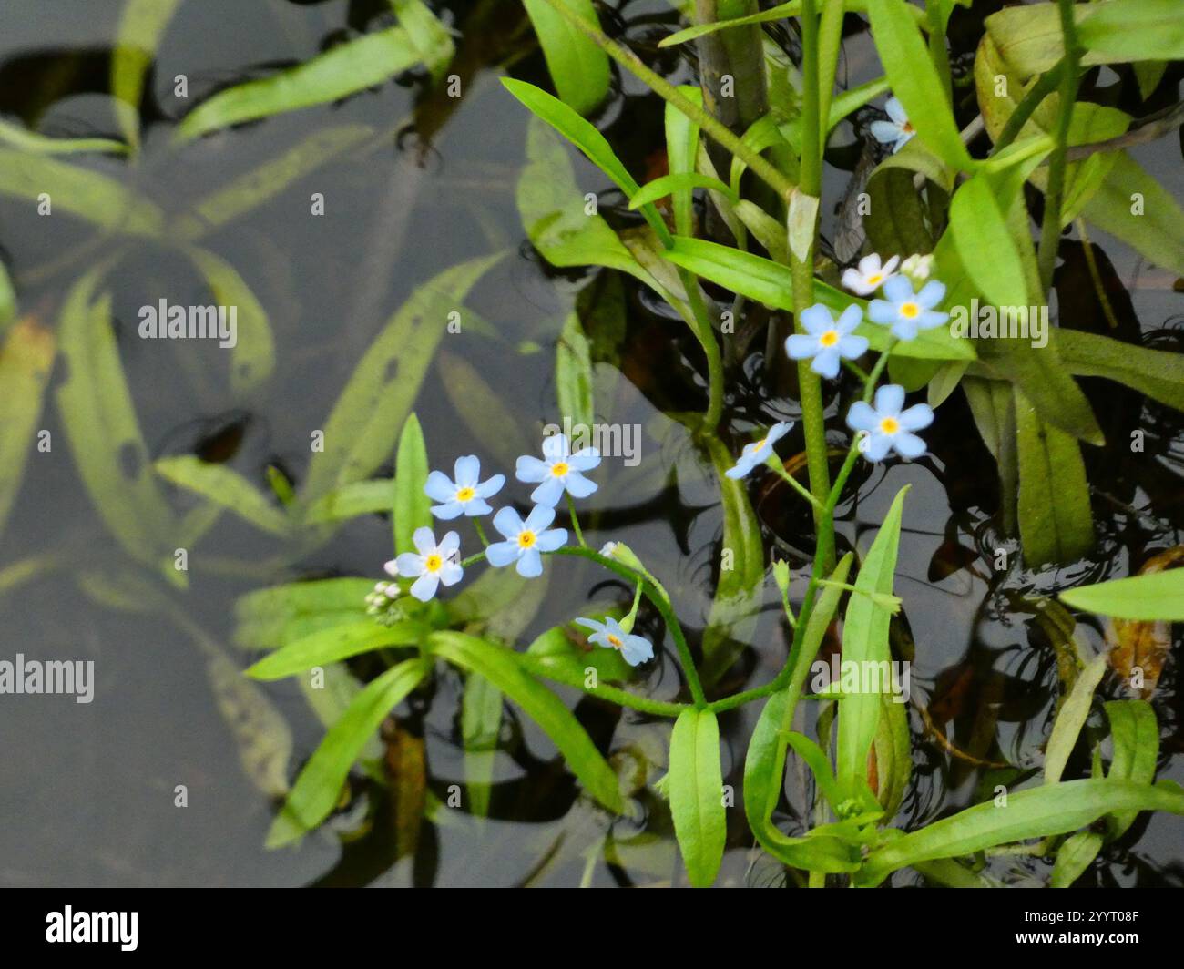 water forget-me-not (Myosotis scorpioides Stock Photo - Alamy
