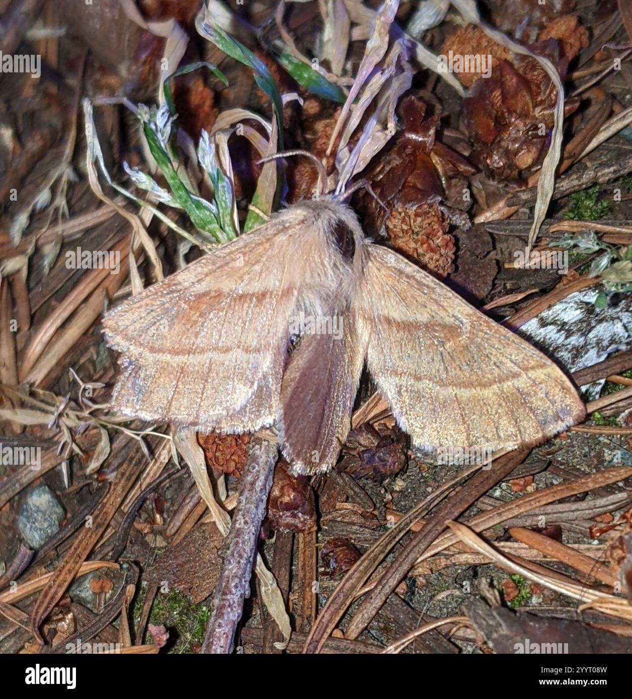 Forest Tent Caterpillar Moth (Malacosoma disstria Stock Photo - Alamy