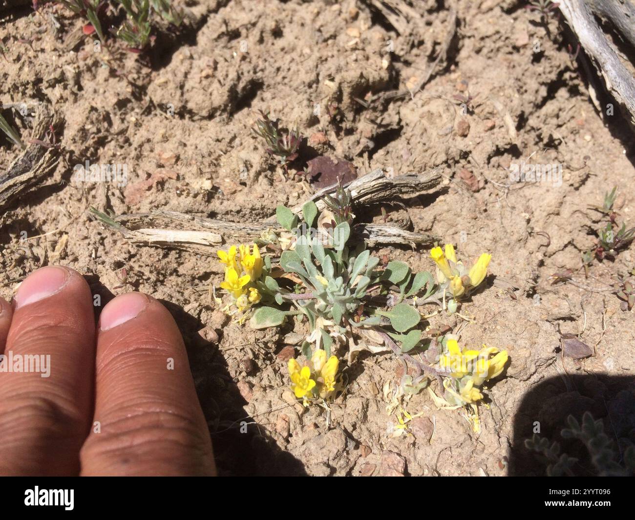 King Bladderpod (Physaria kingii Stock Photo - Alamy