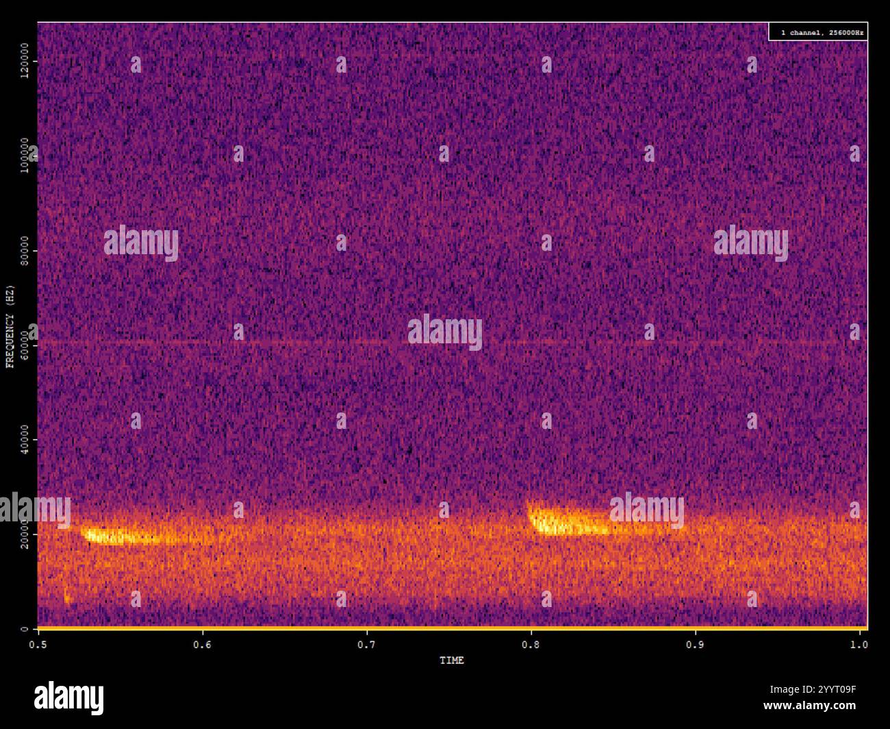 Common Noctule (Nyctalus noctula Stock Photo - Alamy