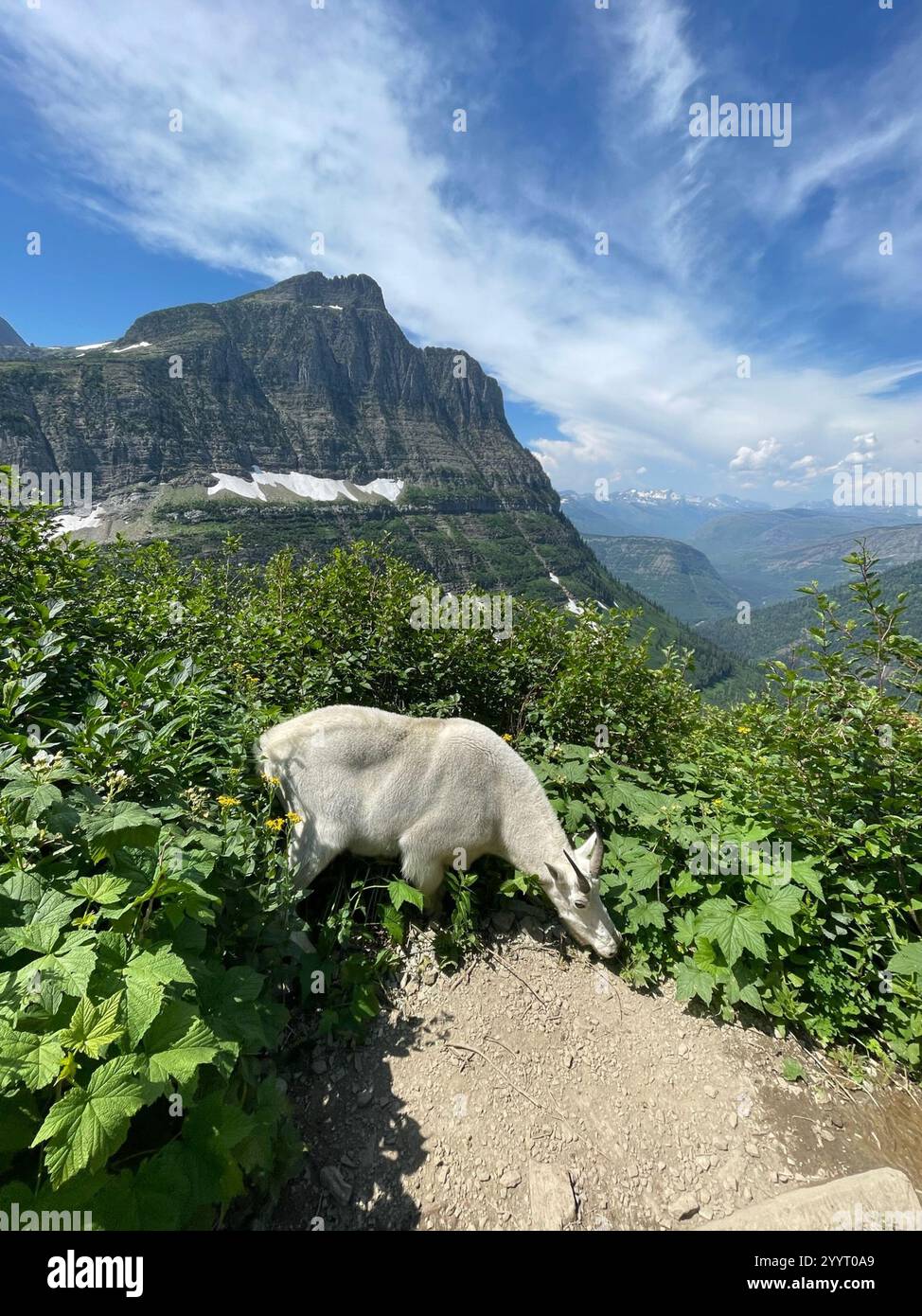 Mountain Goat (Oreamnos americanus Stock Photo - Alamy