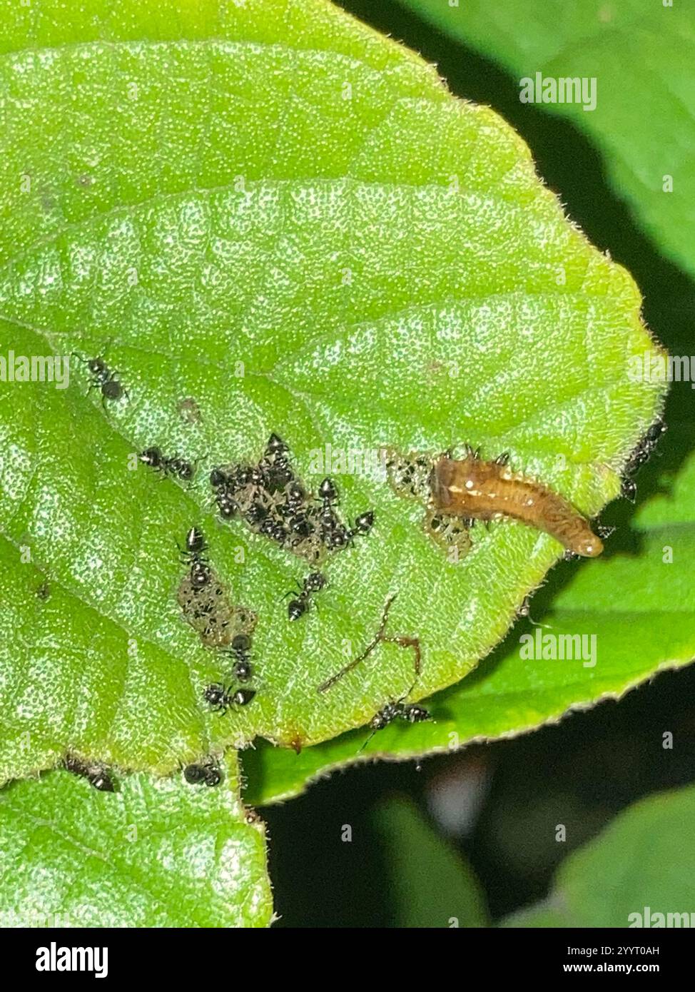 Geiger Tortoise Beetle (Eurypepla calochroma floridensis Stock Photo ...