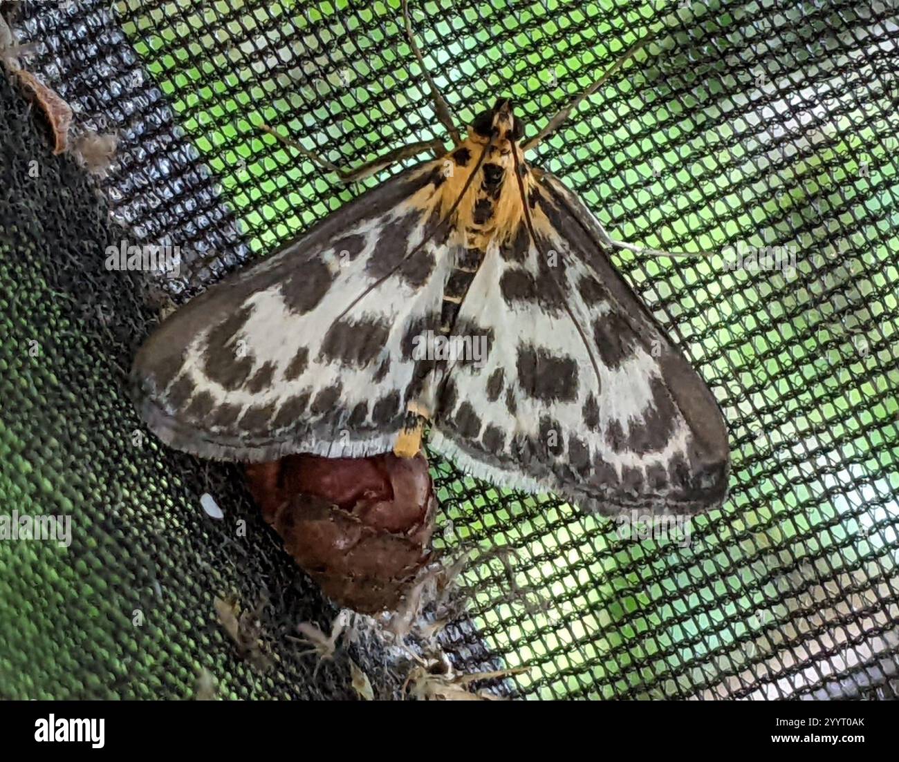 Small Magpie (Anania hortulata Stock Photo - Alamy