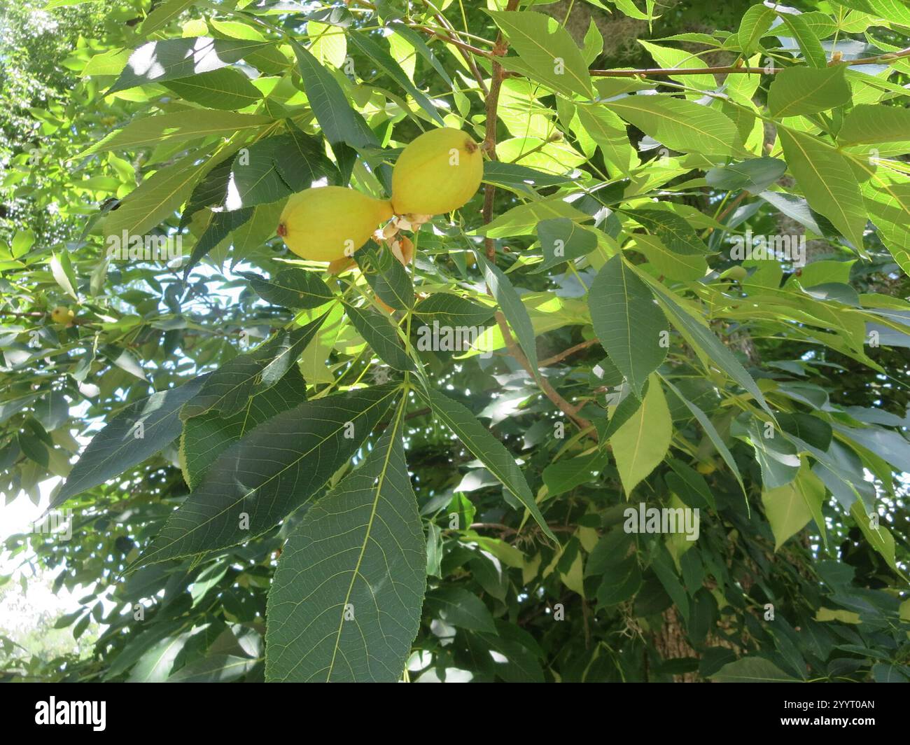 pignut hickory (Carya glabra Stock Photo - Alamy