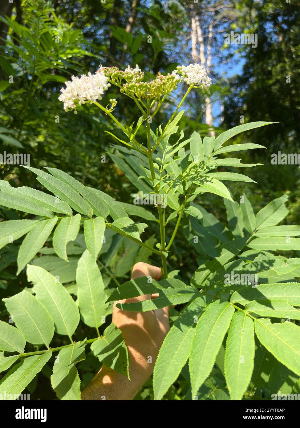 Dwarf Elder (Sambucus ebulus Stock Photo - Alamy