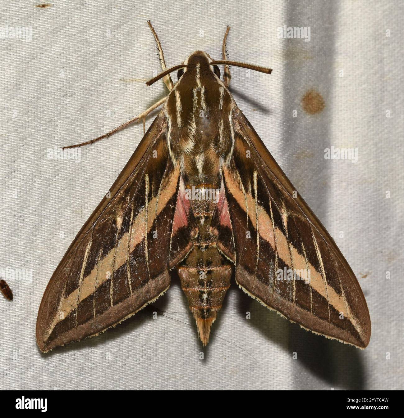 White-lined Sphinx (Hyles lineata Stock Photo - Alamy