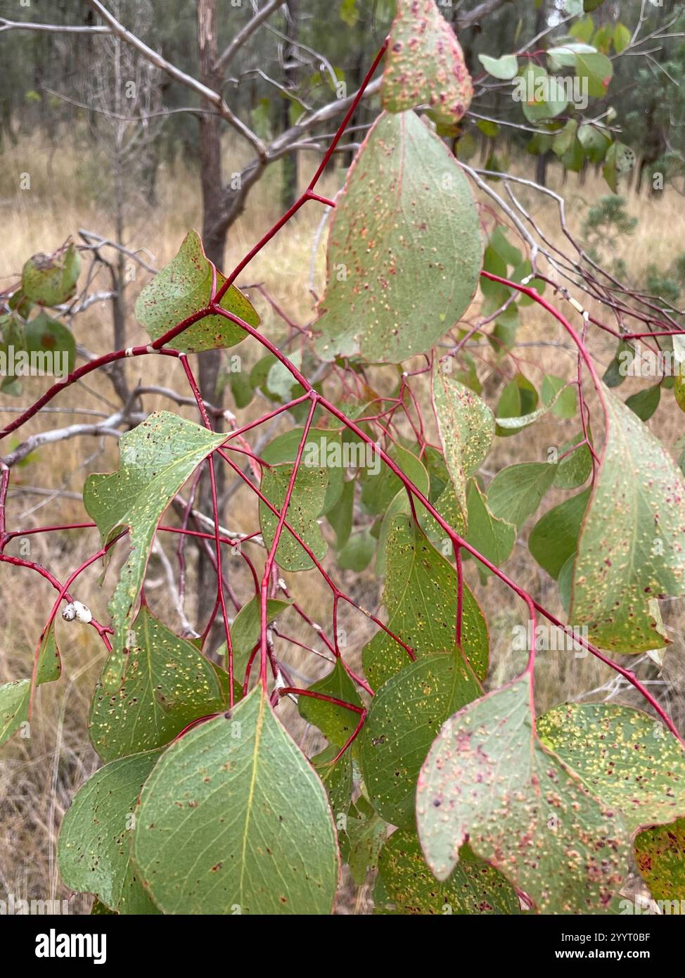 Poplar Box (Eucalyptus populnea Stock Photo - Alamy