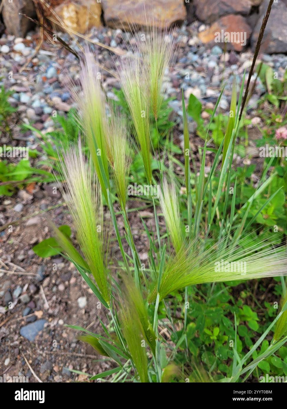 Foxtail Barley (Hordeum jubatum Stock Photo - Alamy