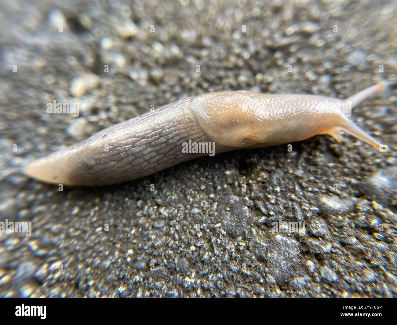 Tree slug (Lehmannia marginata Stock Photo - Alamy