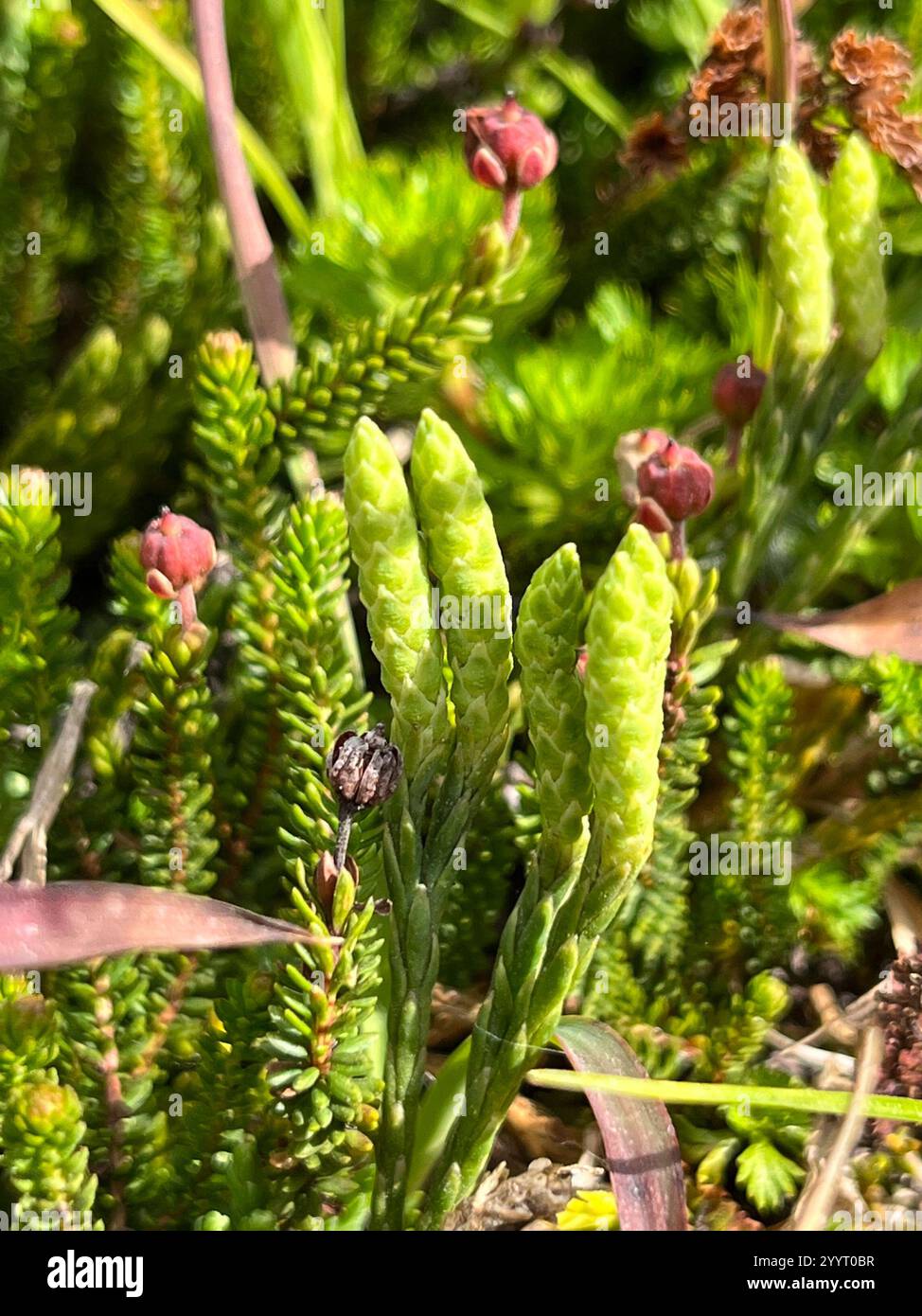 alpine clubmoss (Diphasiastrum alpinum Stock Photo - Alamy