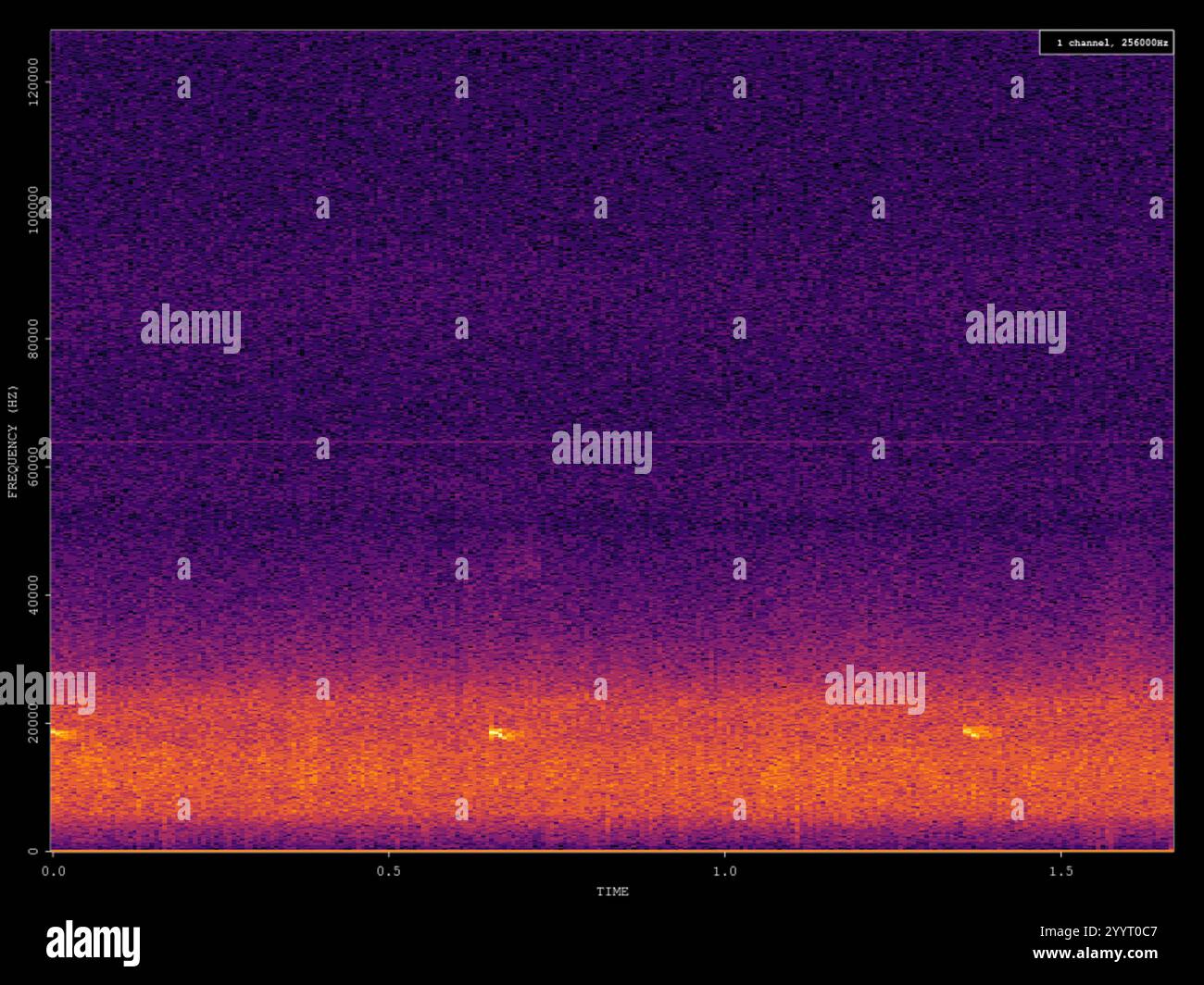 Common Noctule (Nyctalus noctula Stock Photo - Alamy