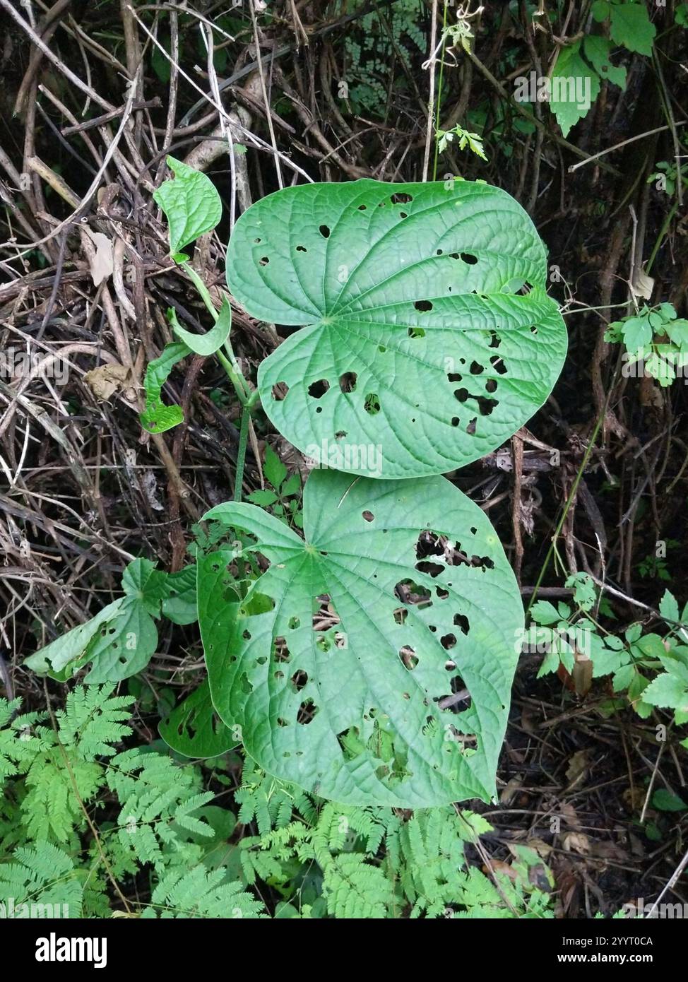 pariparoba (Piper umbellatum Stock Photo - Alamy