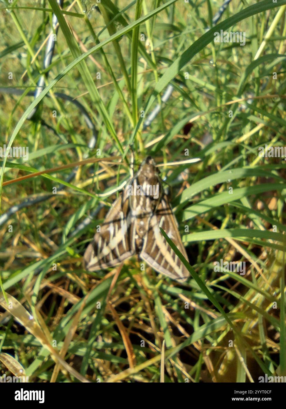 White-lined Sphinx (Hyles lineata Stock Photo - Alamy