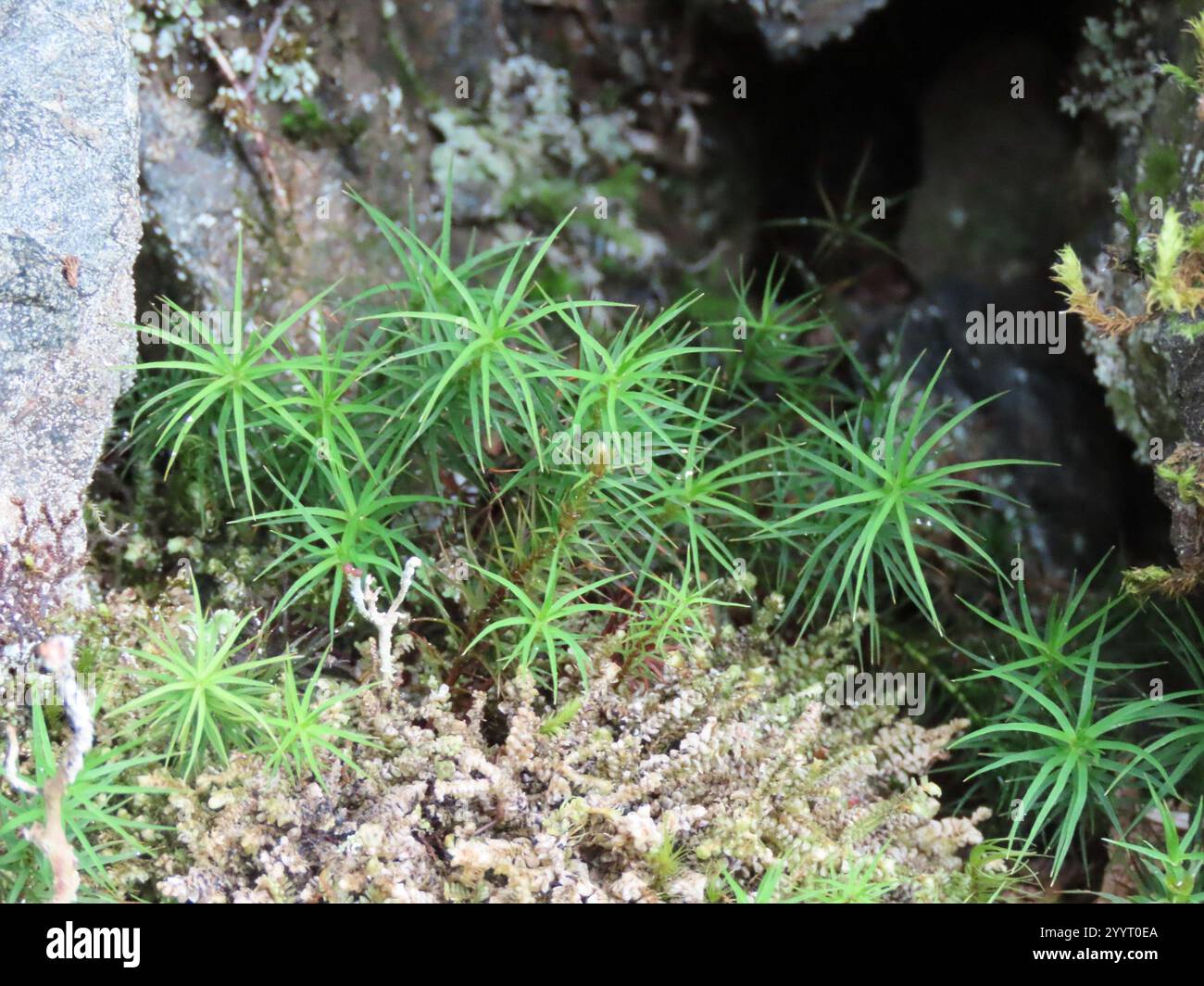 Alpine Haircap Moss (Polytrichastrum alpinum Stock Photo - Alamy